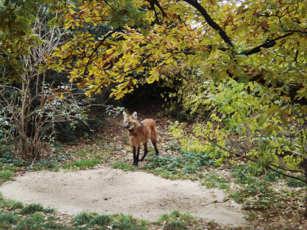 FICHA ANIMAL: lobo-guará - GreenBond