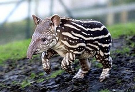 Ficha animal: Anta (Tapirus terrestris) – GreenBond