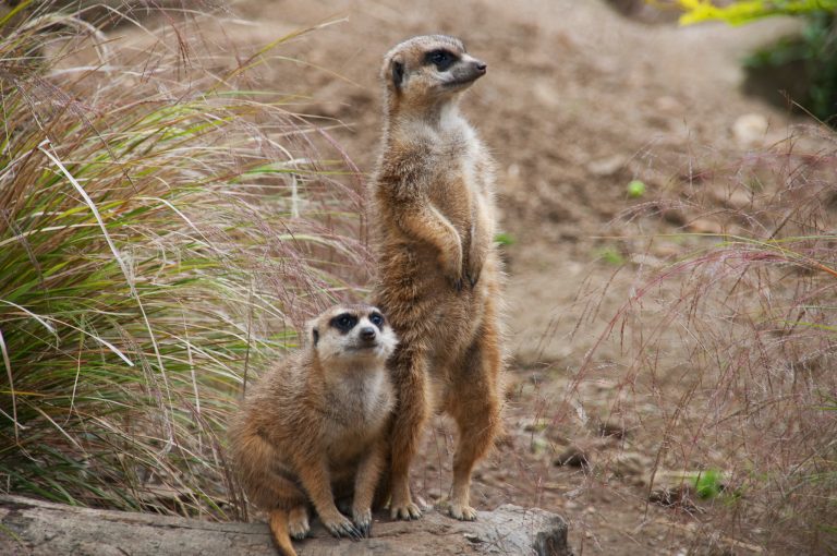 FICHA ANIMAL: Suricatas – GreenBond