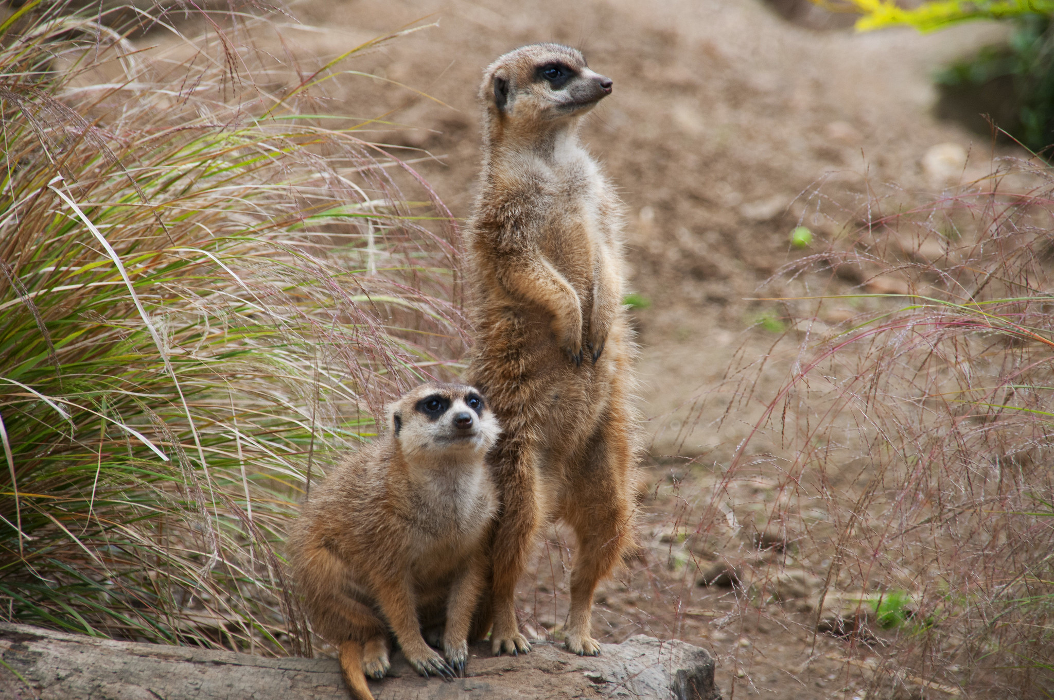 FICHA ANIMAL: Suricatas – GreenBond