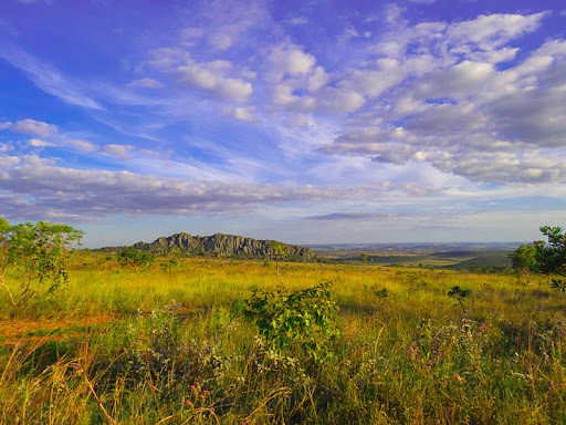 A importância da flora do Cerrado para a vida selvagem (e para nós ...