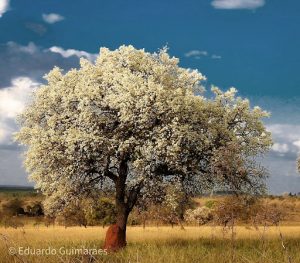 A importância da flora do Cerrado para a vida selvagem (e para nós ...