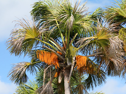 A importância da flora do Cerrado para a vida selvagem (e para nós ...