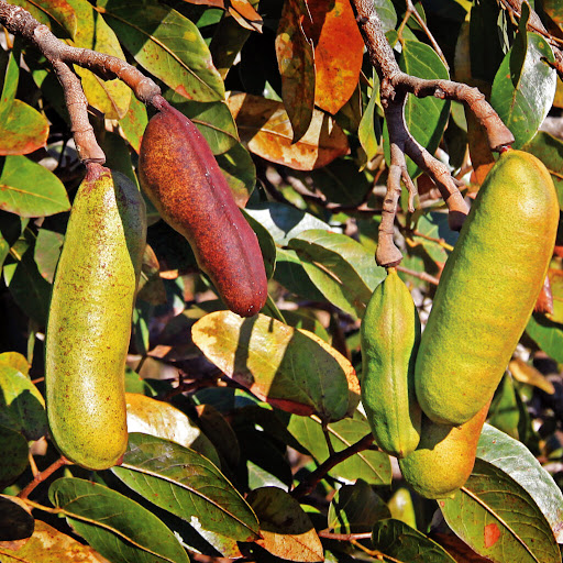 A importância da flora do Cerrado para a vida selvagem (e para nós ...
