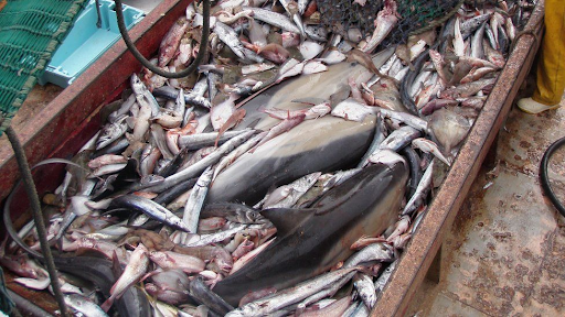 Impactos da Pesca: O oceano em risco? - GreenBond