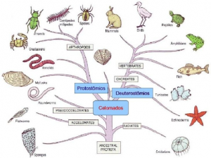 Dia de Darwin: Entenda por que os tentilhões levaram a grande ...